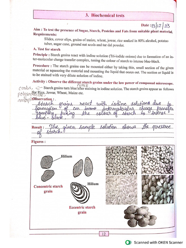 Biochemical Tests Practical Class 11 (Biology) | PDF
