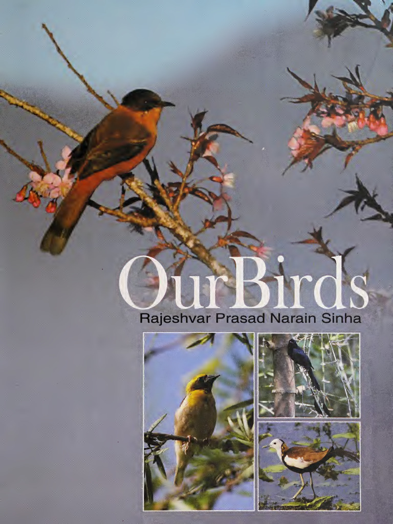 Our Birds | PDF | Birds | Parrot