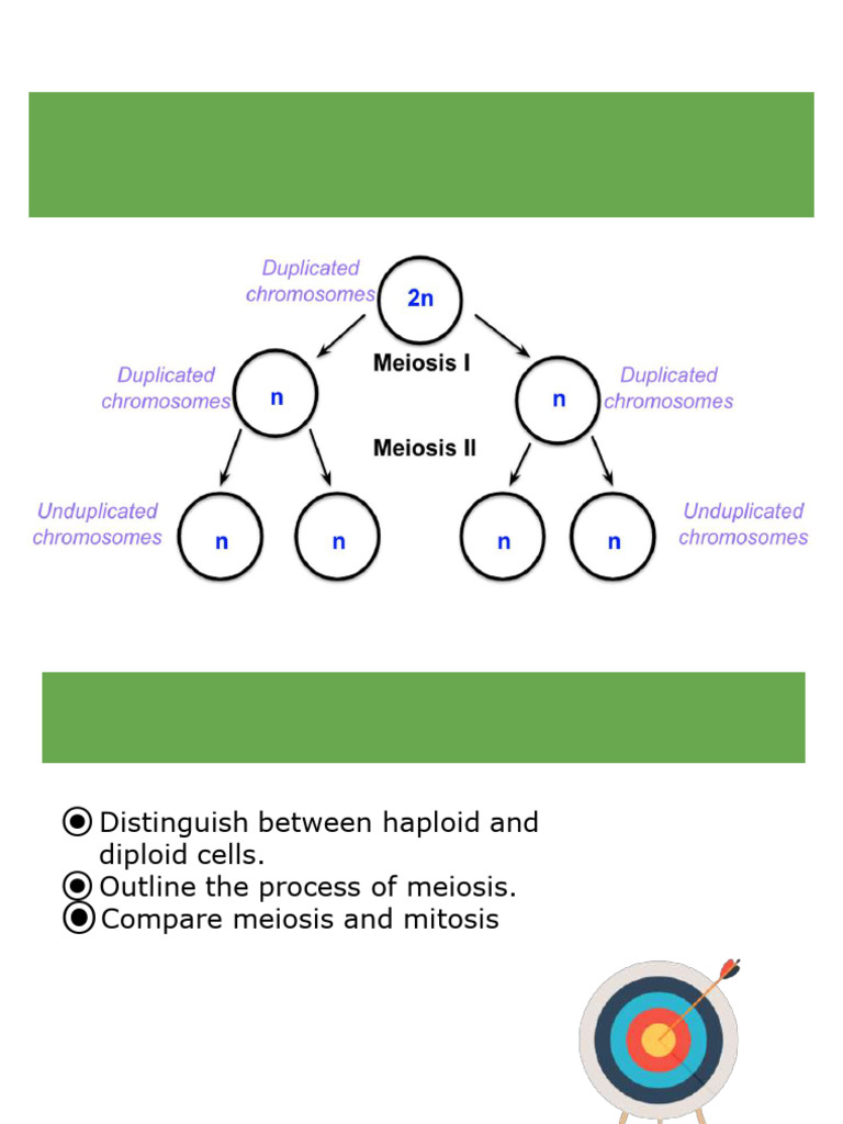 Unit 6 - Lesson 1 | PDF | Meiosis | Mitosis