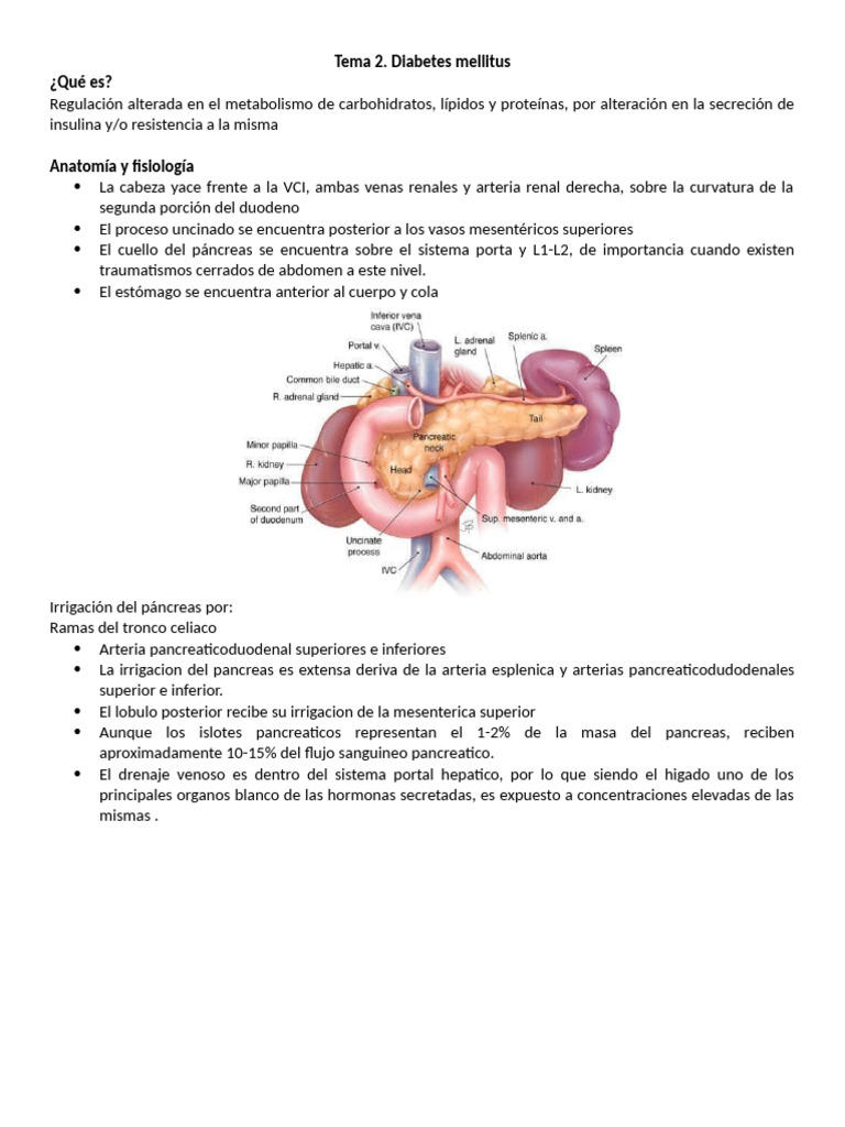 Diabetes: Anatomía y Fisiología | PDF | Insulina | Diabetes