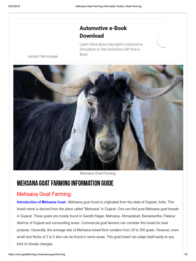 16mehsana Goat Farming Information Guide - Goat Farming | PDF | Goat ...