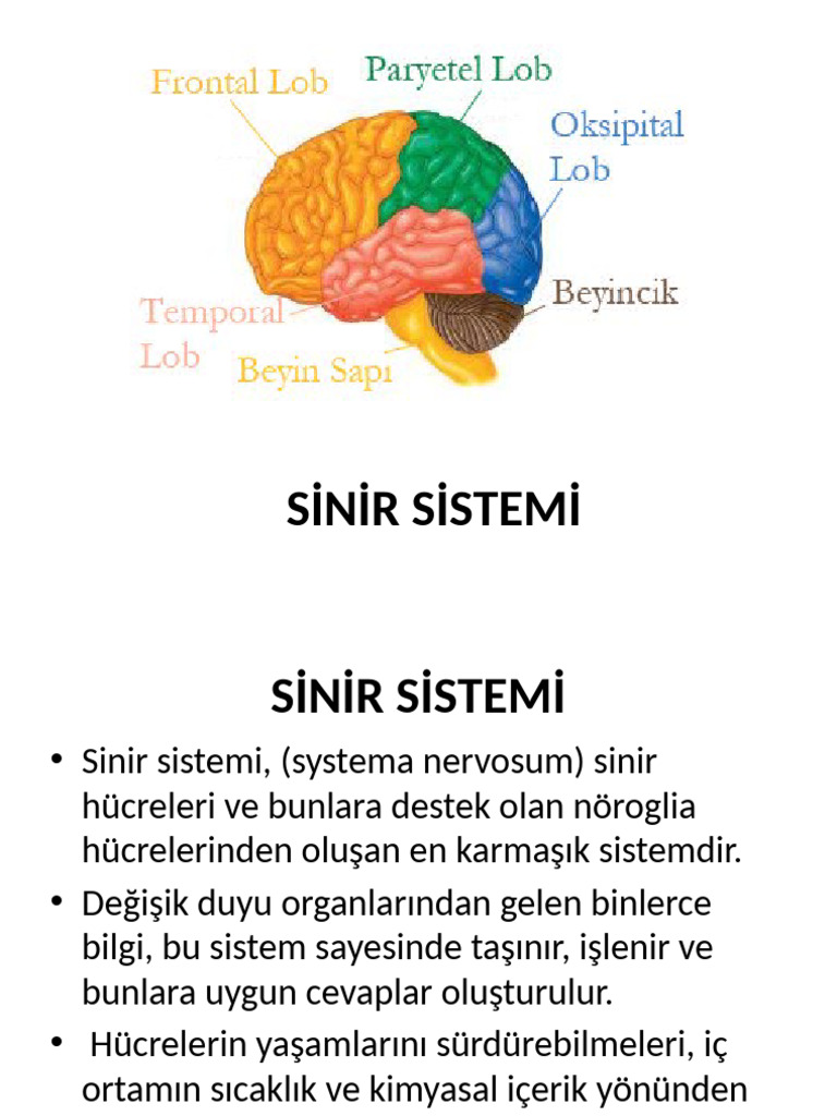Sinir Sistemi 2 | PDF