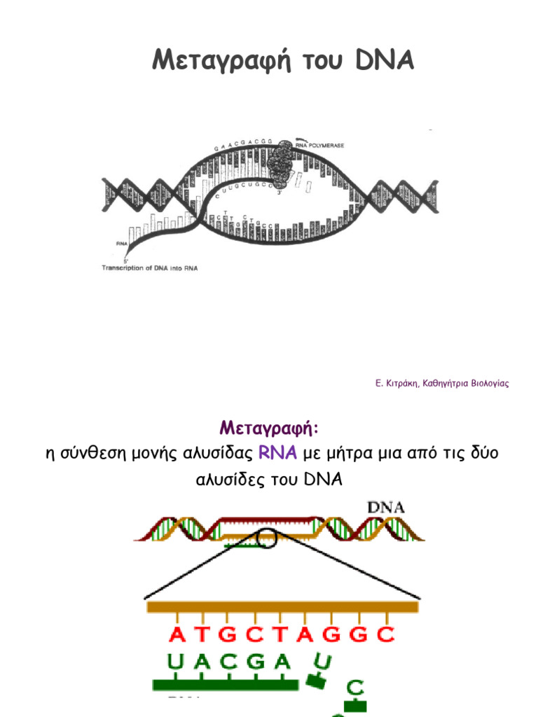 4. Απο Το Dna Στο Rna | PDF