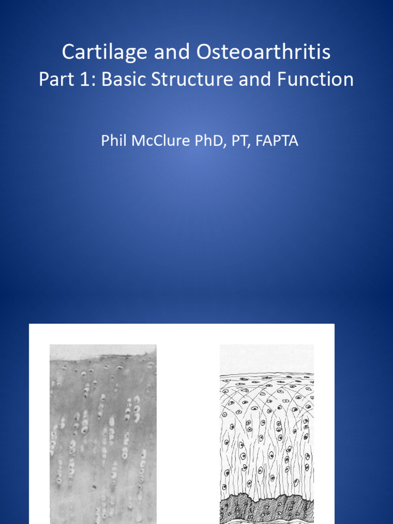 Physical Stress Theory 4 Cartilage | PDF