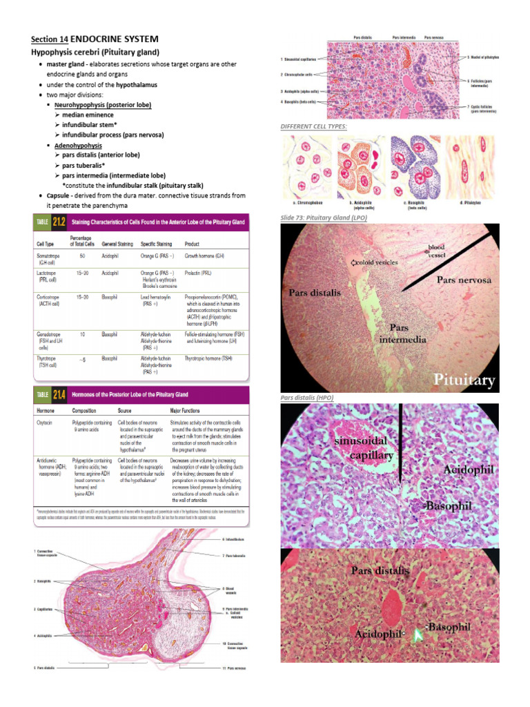Histology-Lab-Endo & Male Repro | PDF | Testicle | Epithelium