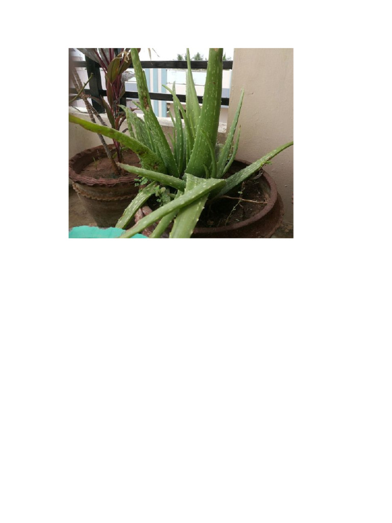 Aloe Vera | PDF