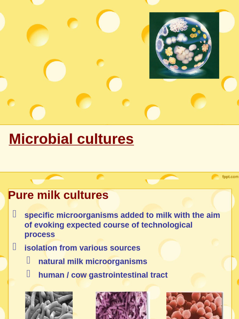 3 - Microbial Culture | PDF | Lactic Acid | Cooking, Food & Wine