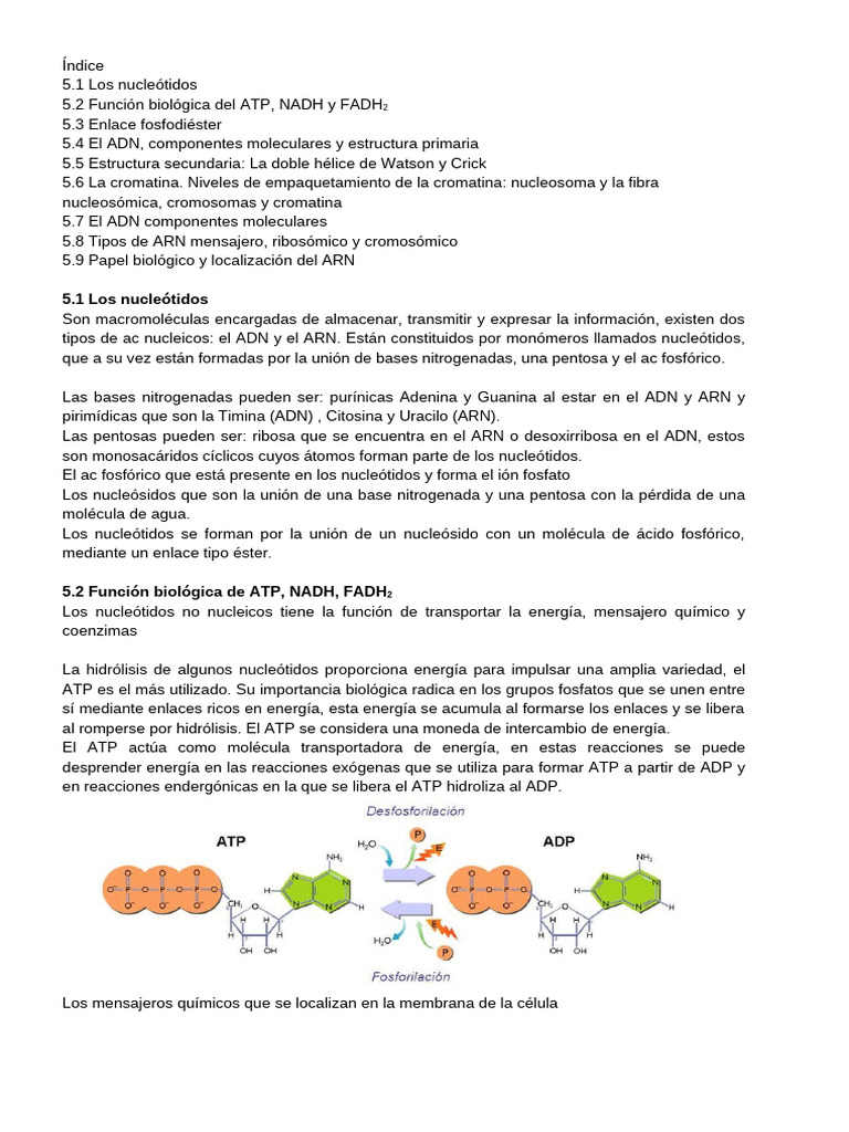 Nucleótidos y Ac - Nucleicos | PDF