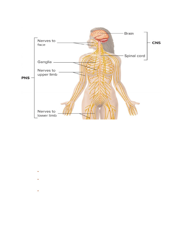 Chapter 8 Nervous System | PDF