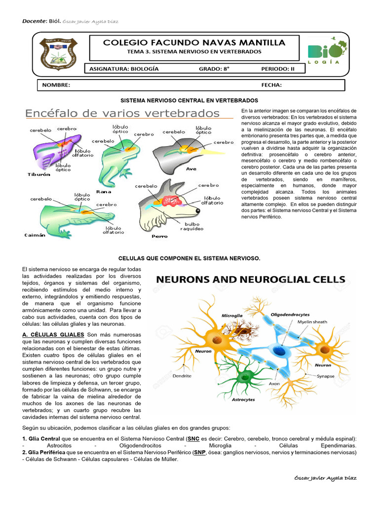 Guía Bio Tema 3. Sistema Nervioso en Ver | PDF