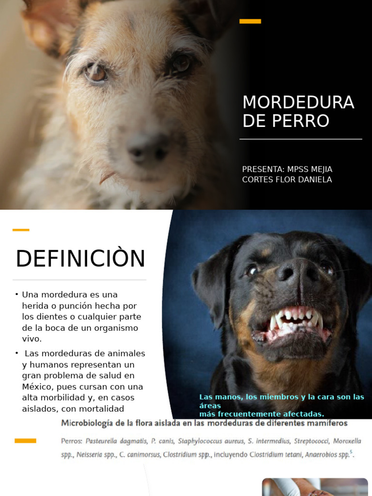 Mordedura de Perro | PDF