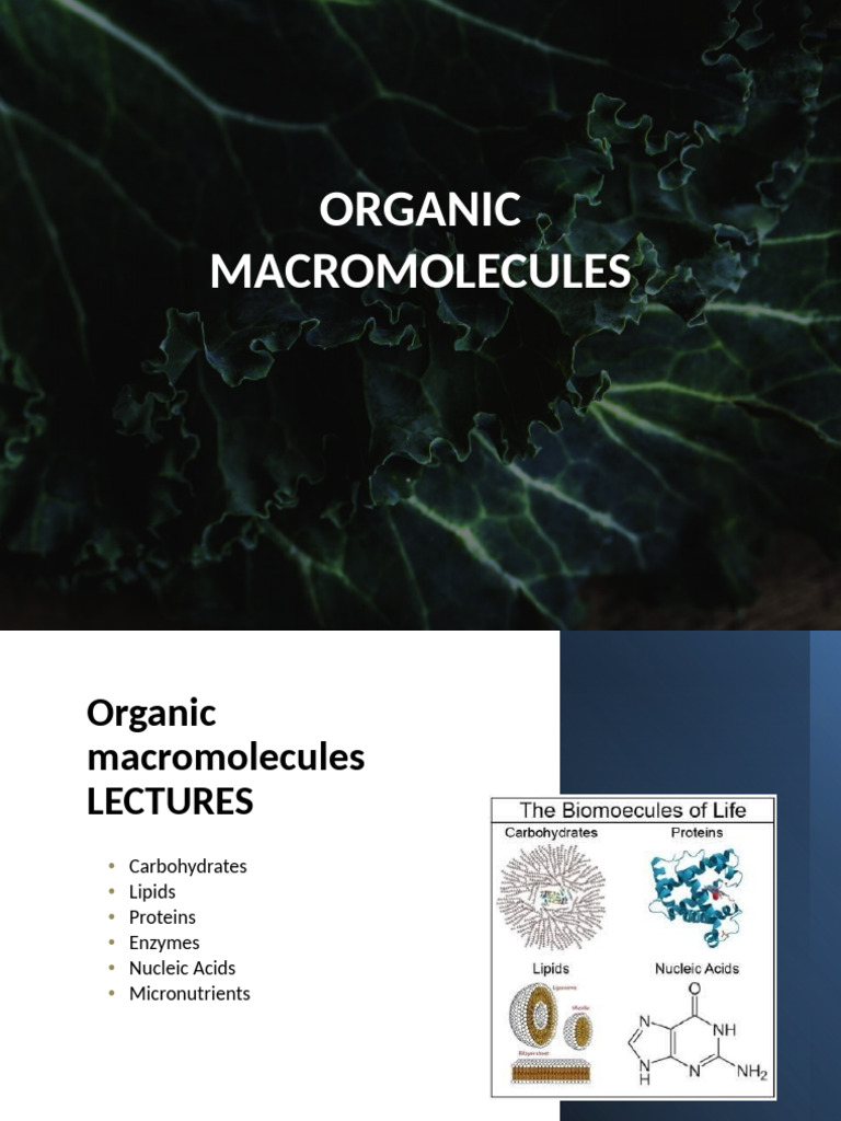 3 - Organic Macromolecules 2024 | PDF