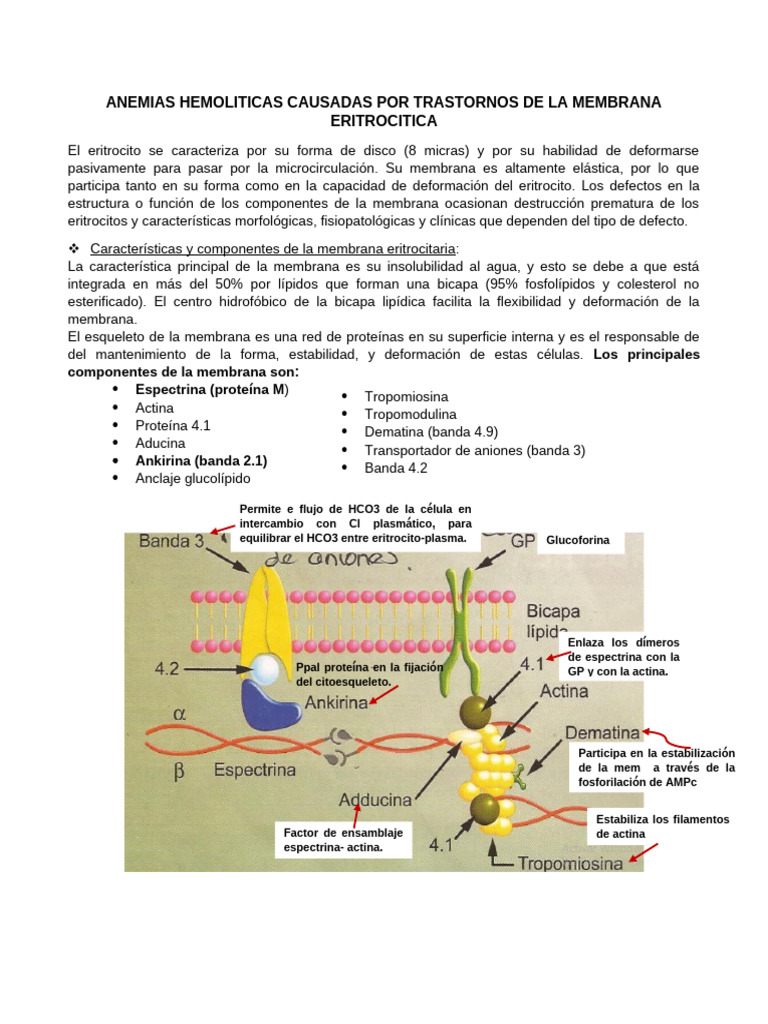ESFEROCITOSIS | PDF | Membrana biológica | Glóbulo rojo