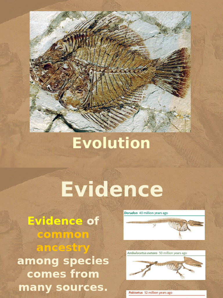 Evidence of Evolution | PDF