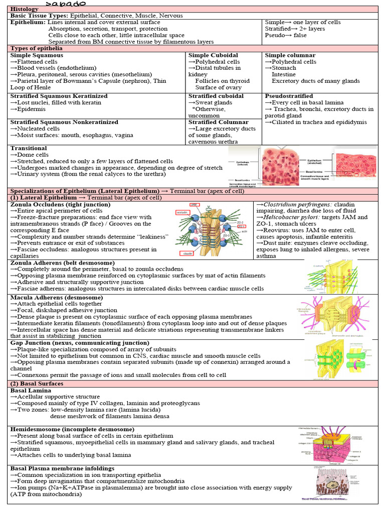 Histology Review | PDF