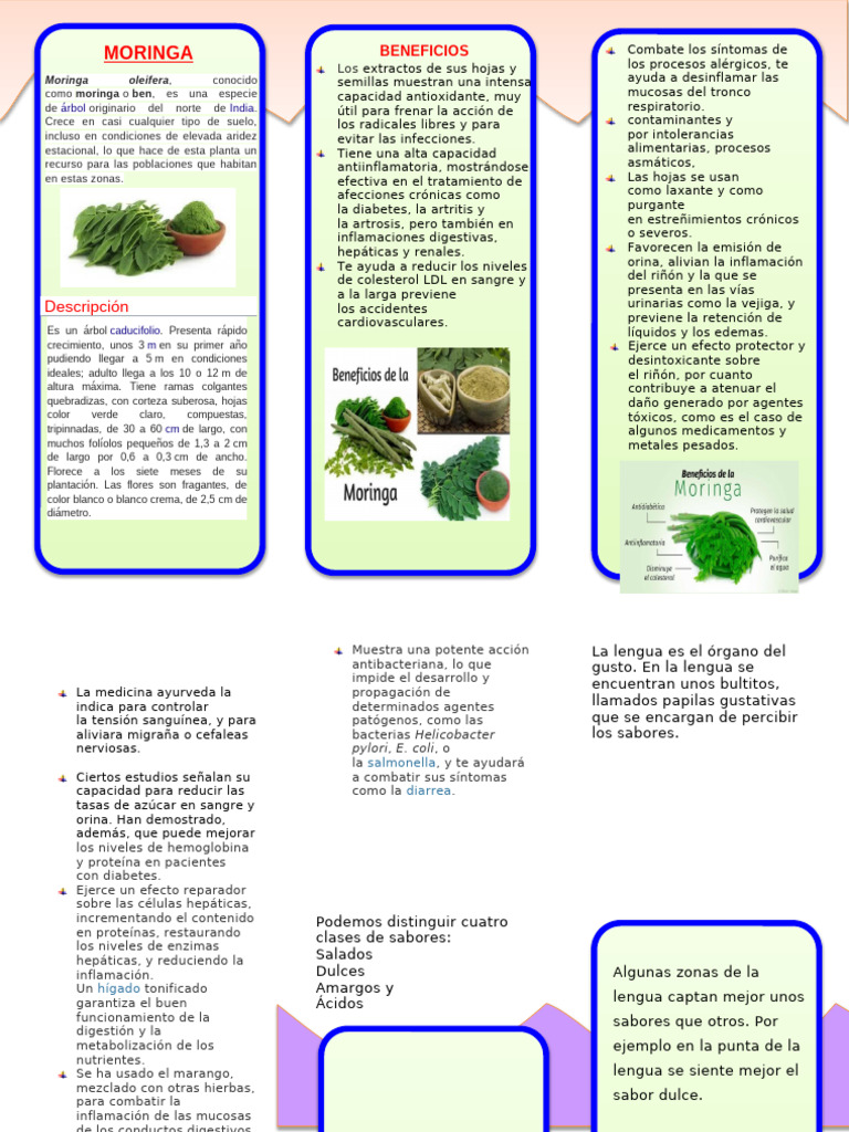 Triptico Moringa Modelo | PDF