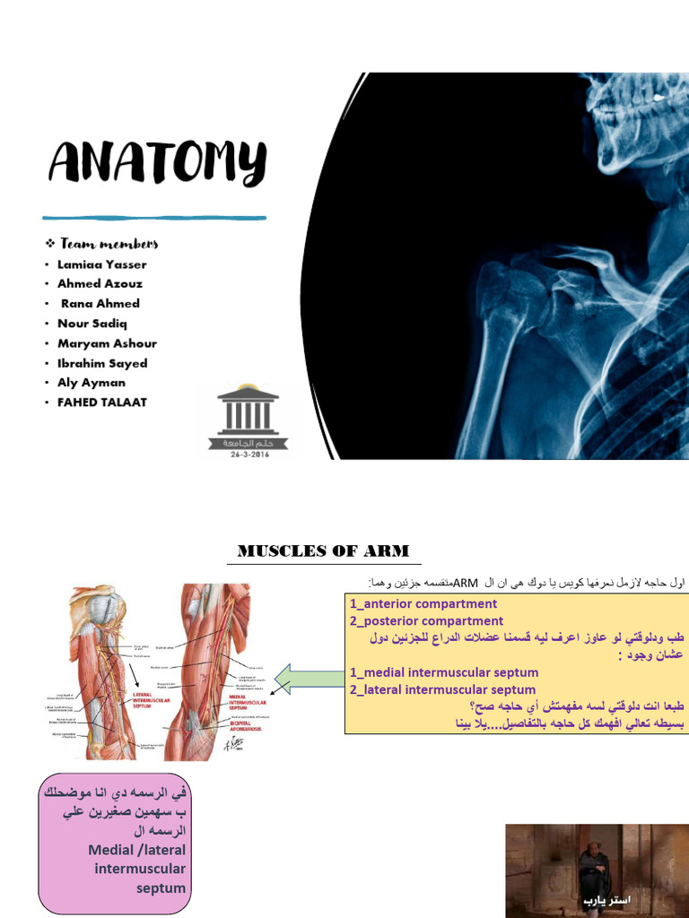 Anatomy Upper 1 | PDF
