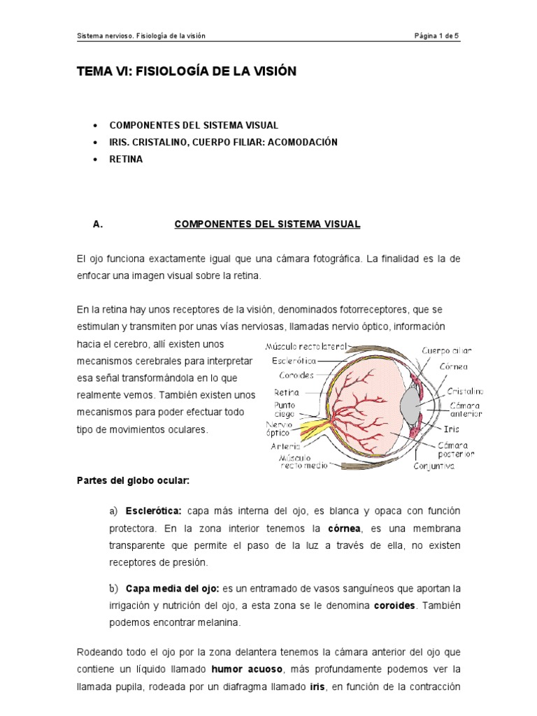 Tema Vi. Fisiología de La Visión | PDF | Ojo humano | Percepción visual