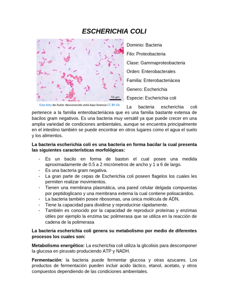 Bacteria Escherichia Coli 2... | PDF