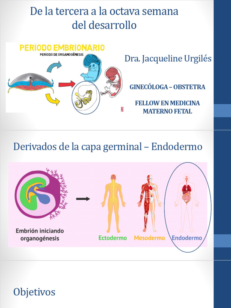 8 Derivados Del Endodermo | PDF