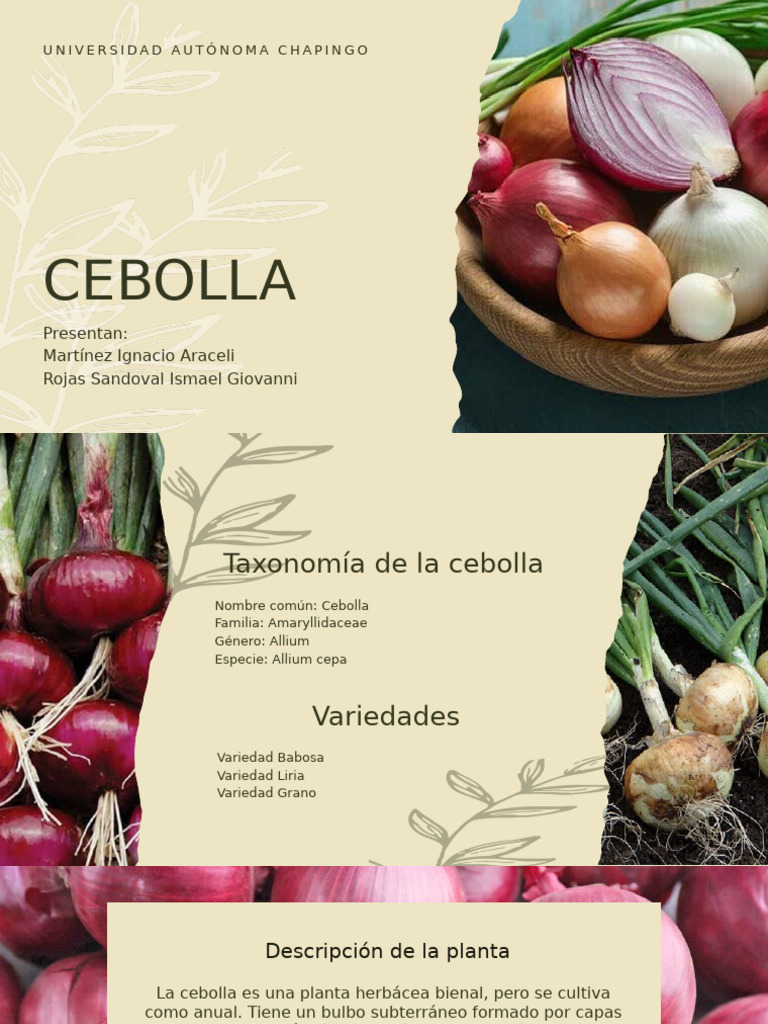 Cultivo de Cebolla | PDF