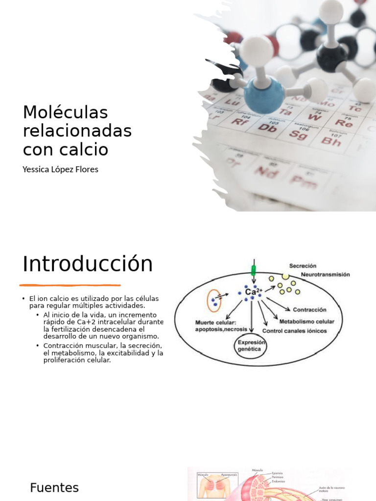 Funciones y Mecanismos del Calcio | PDF | Biología Molecular | Biología ...