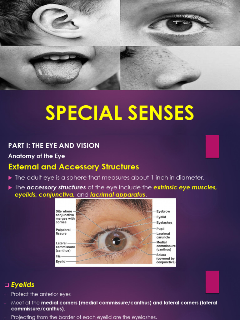 7 Anatomy 2018 Special Senses 1 | PDF