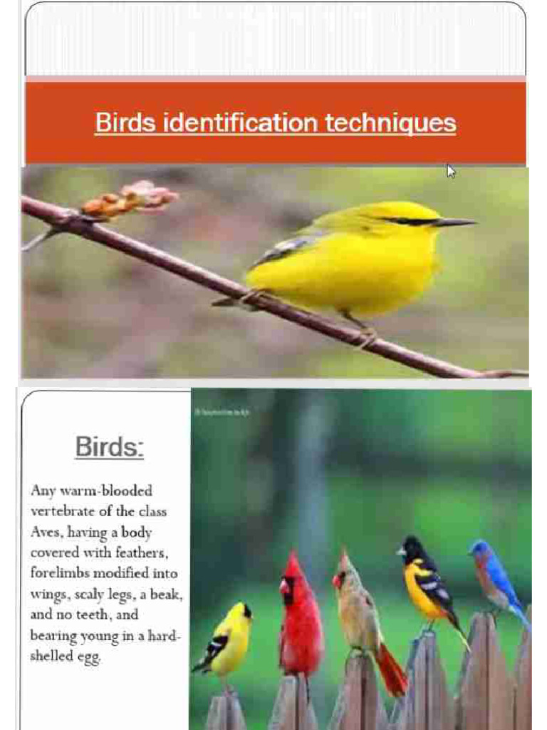 Birds Identification | PDF