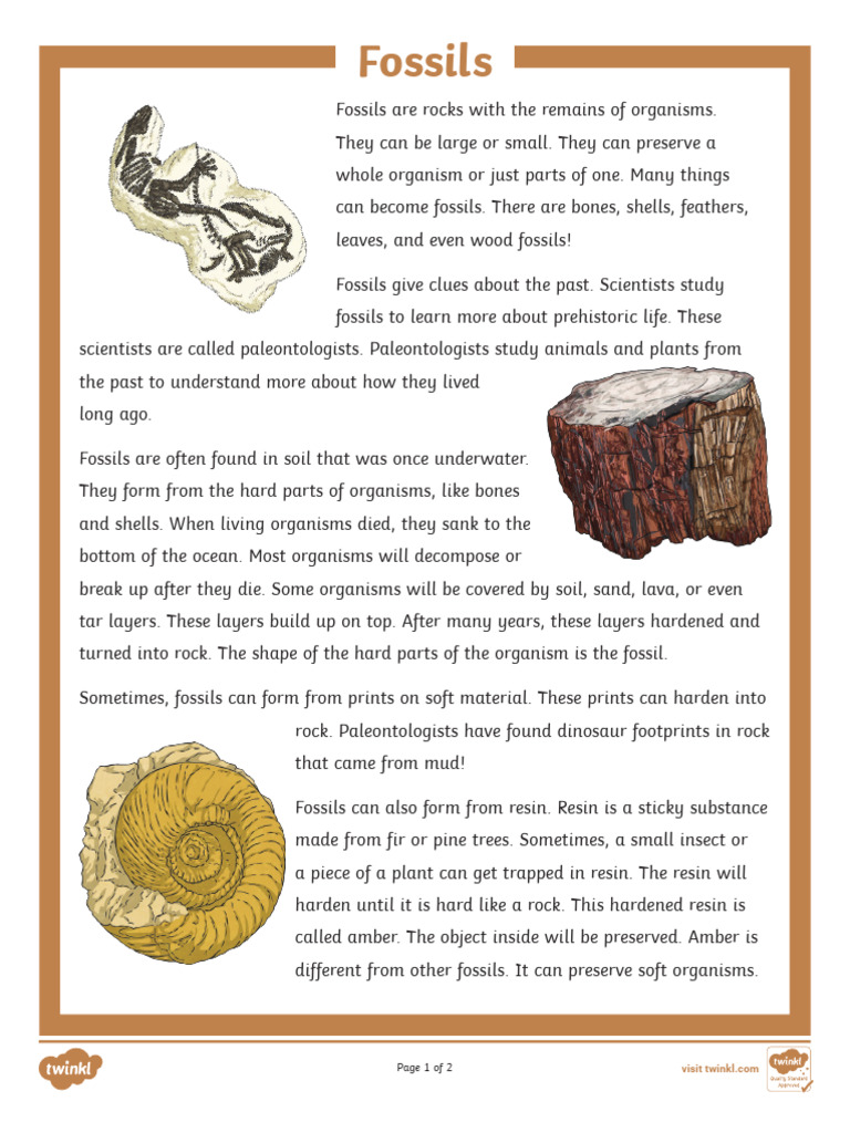 Color Third Grade Fossils Reading Comprehension Activity | PDF