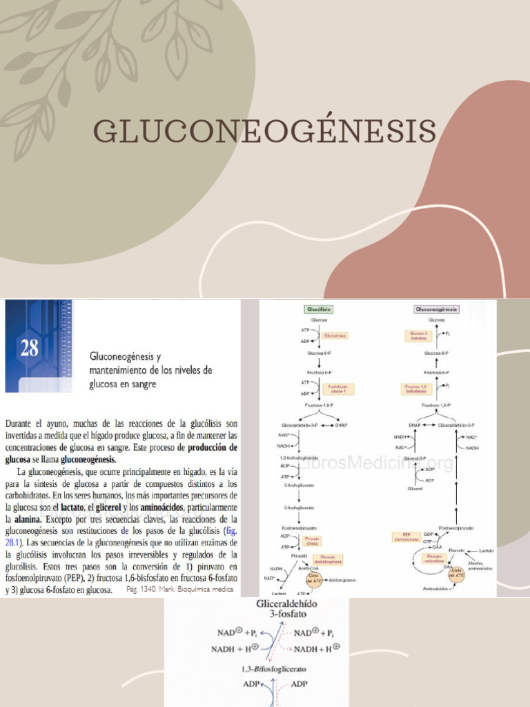 Gluconeogénesis | PDF