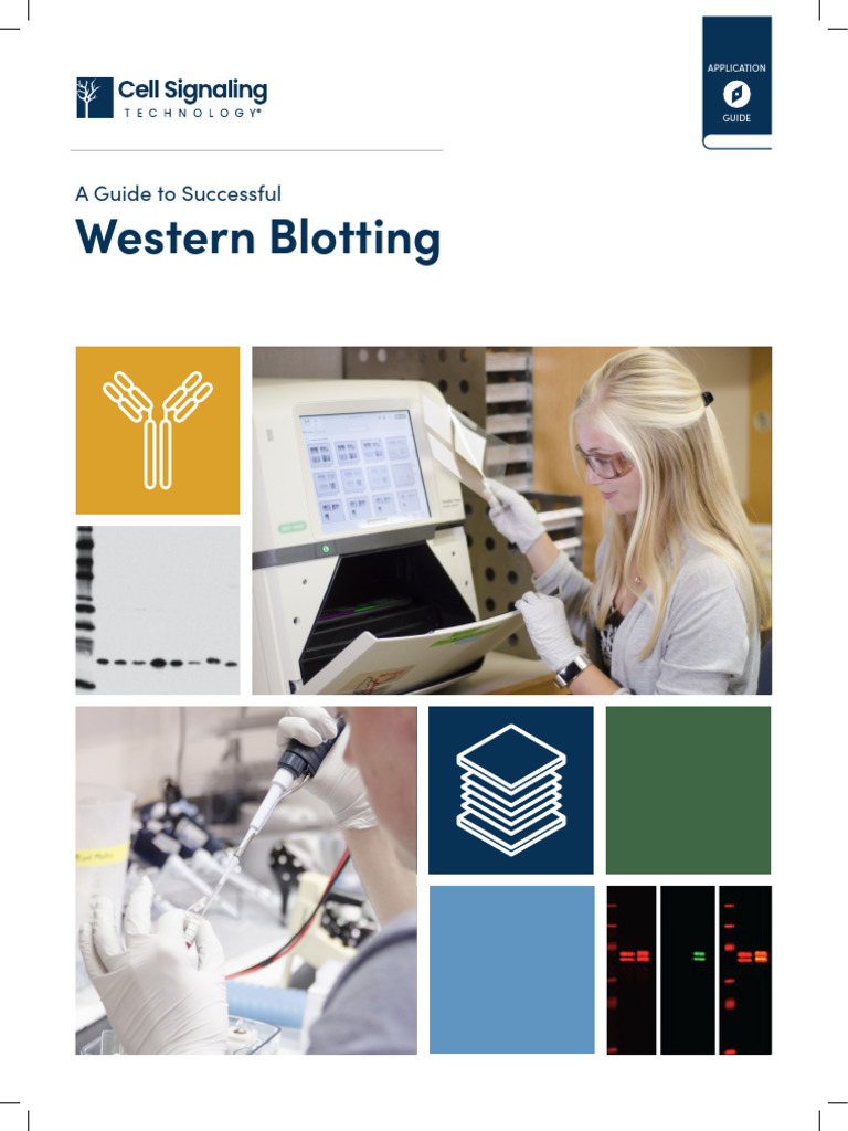 Https Learn - Cellsignal.com Hubfs Pdfs 17 Aps 137 en Jan23 Print WB | PDF