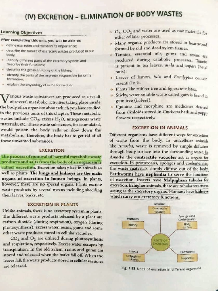 EXCRETION | PDF