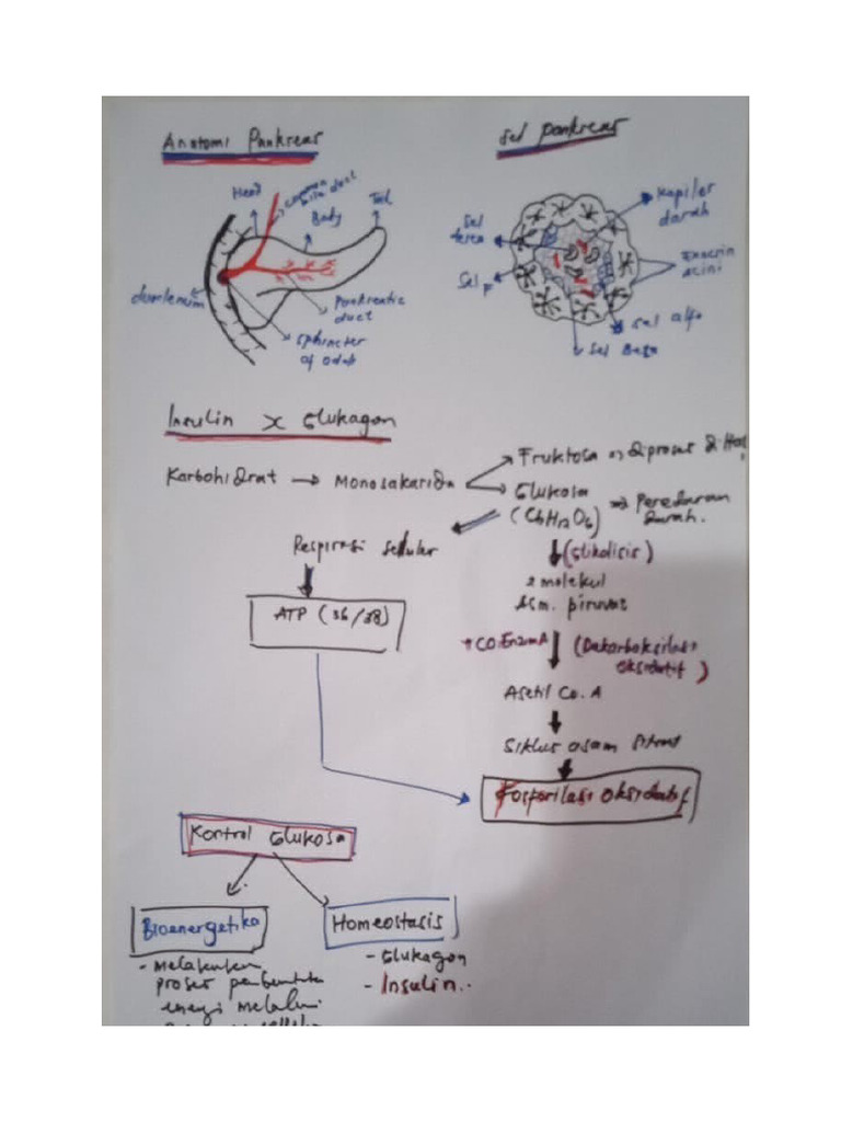 Pathway DM Pak Son | PDF