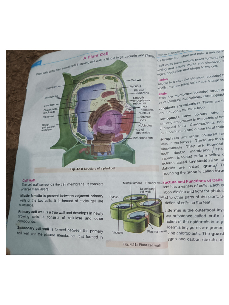 Plant Cell Biology | PDF