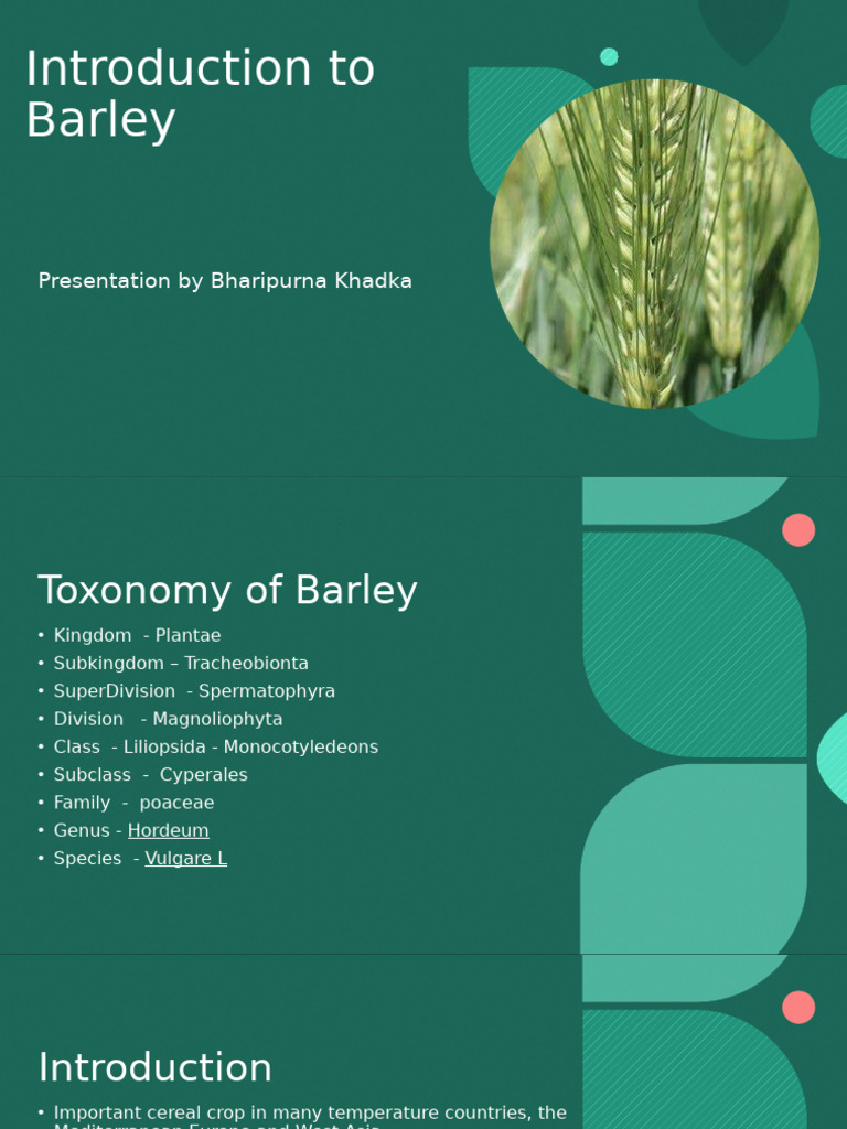 Introduction To Barley: Presentation by Bharipurna Khadka | PDF