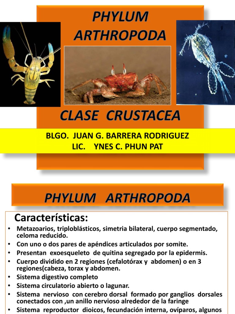 Artropodos - Crustacea | PDF | Crustáceo | Artrópodos