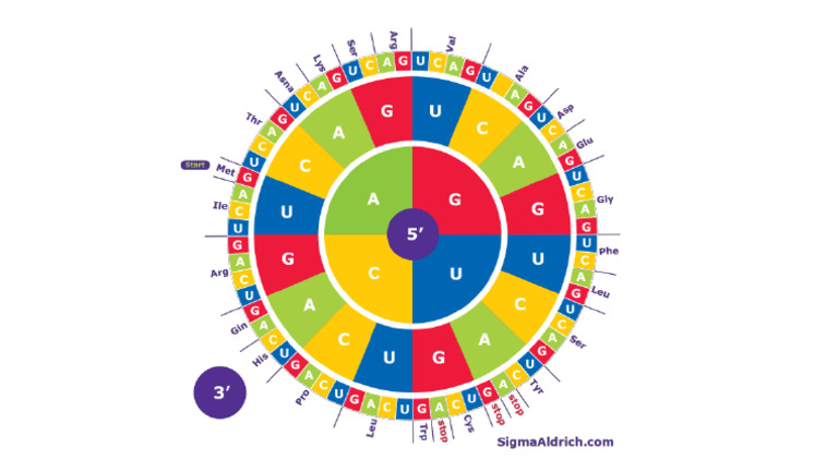 Amino Acid Wheel | PDF