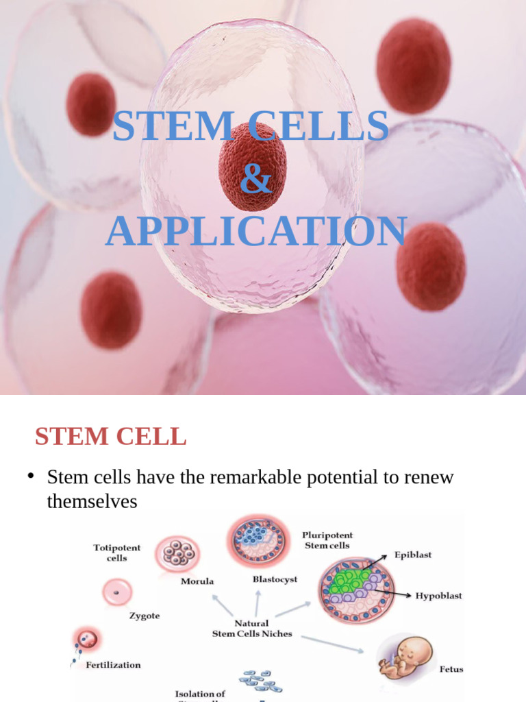 Stem Cell | PDF