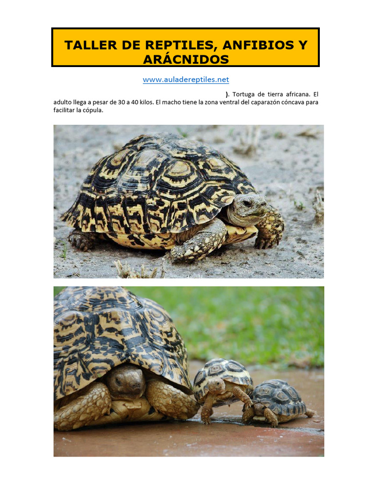Taller de Reptiles, Anfibios y Arácnidos | PDF