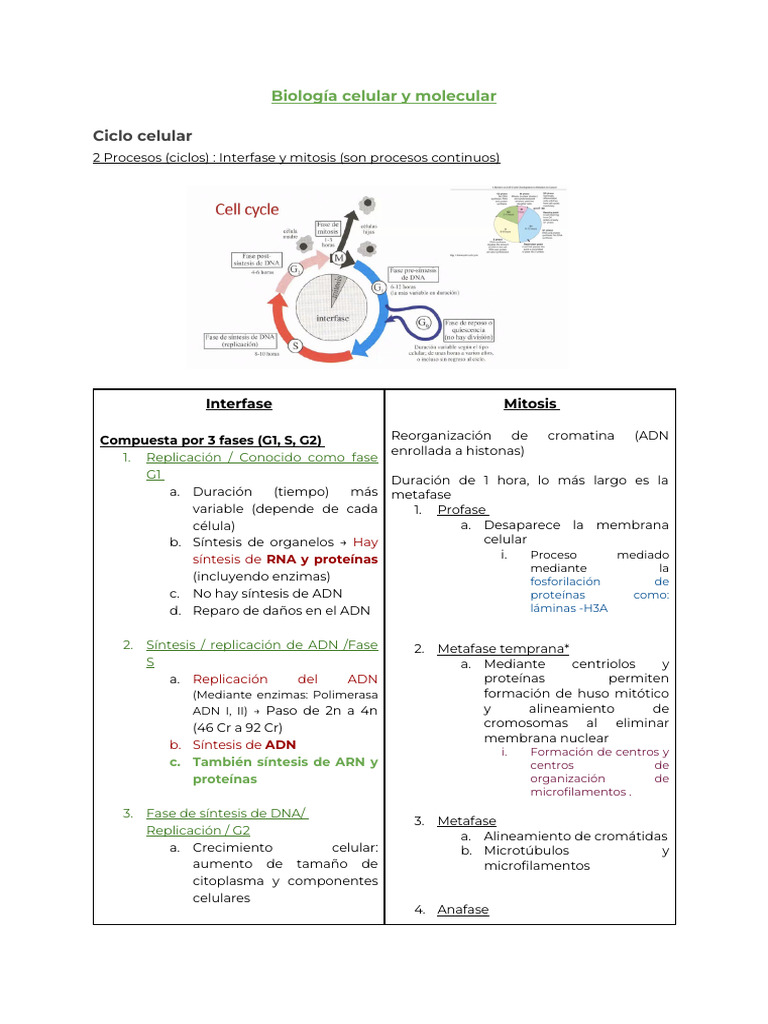 Biología Celular y Molecular - Ciclo Celular, Control Del Ciclo Celular, Replicación Celular. | PDF