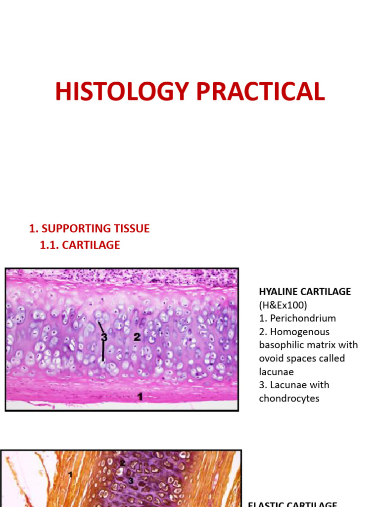 Histology Practical Guide: Tissue Structures | PDF | Lymph Node | Wellness