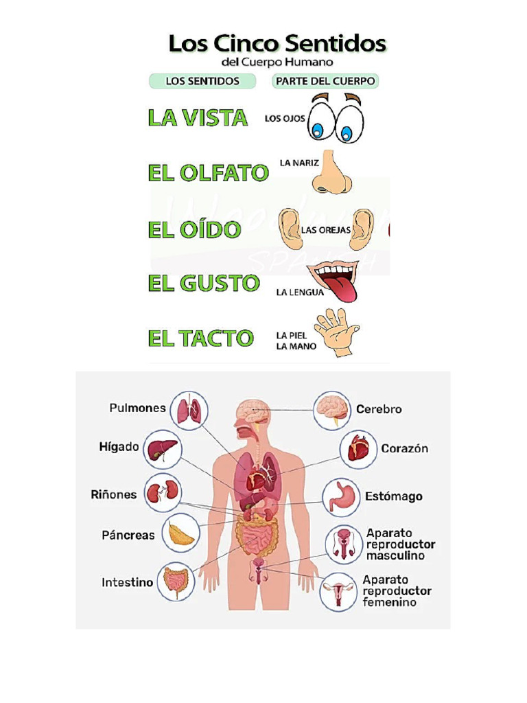 Los Cinco Sentidos y Los Organos Mas Importantes Del Cuerpo | PDF