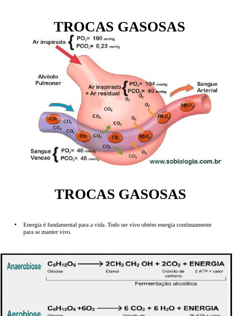 Trocas Gasosas | PDF
