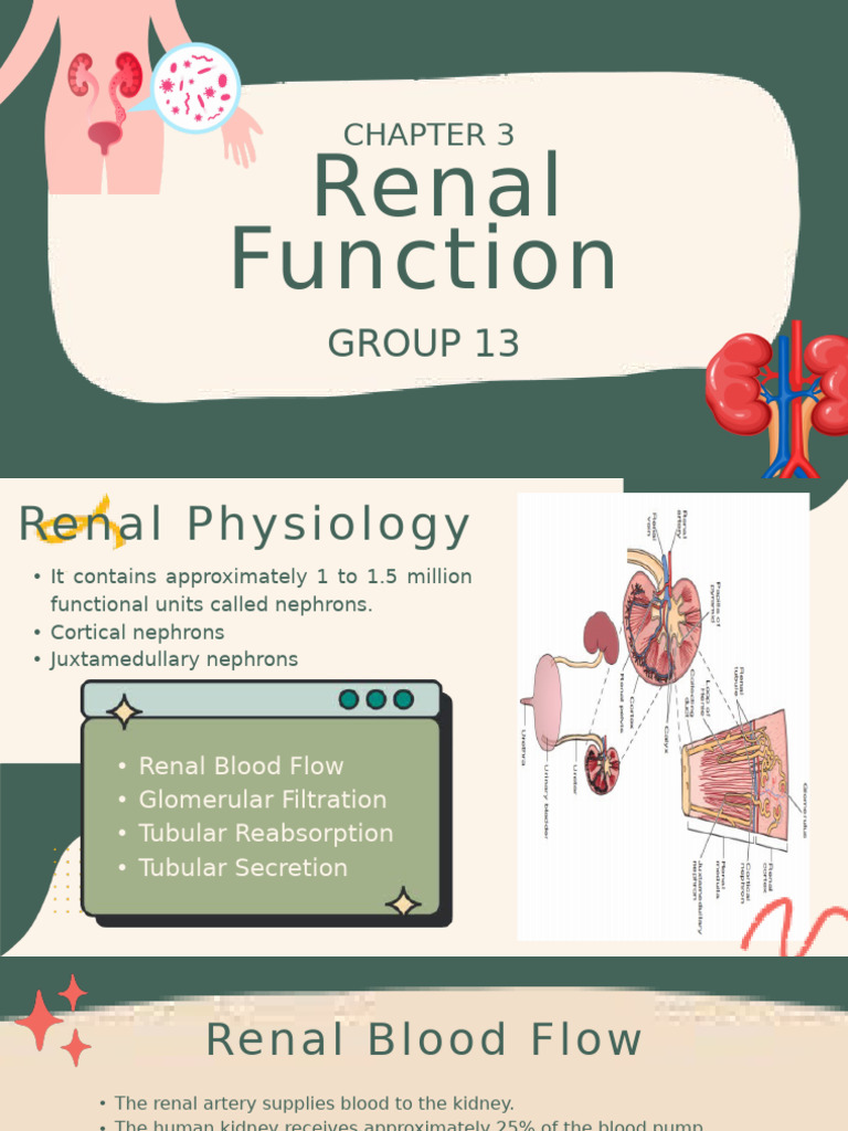 Chapter 3 Renal Function | PDF