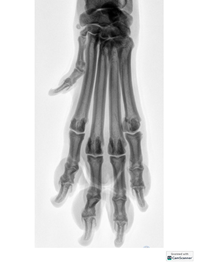 Libro Anatomia | PDF