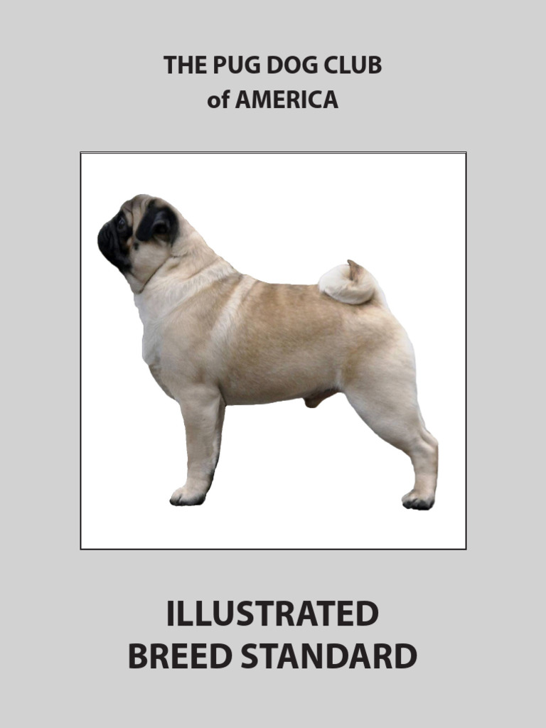 Pug Dog Study Guide | PDF