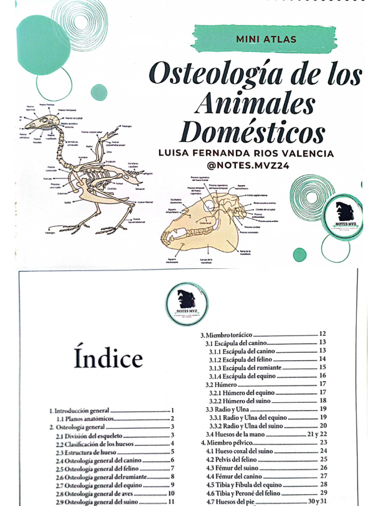 Libro Anatomia | PDF