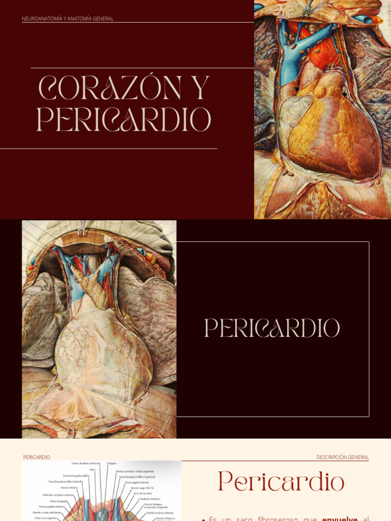 Corazón y Pericardio. Anatomía | PDF