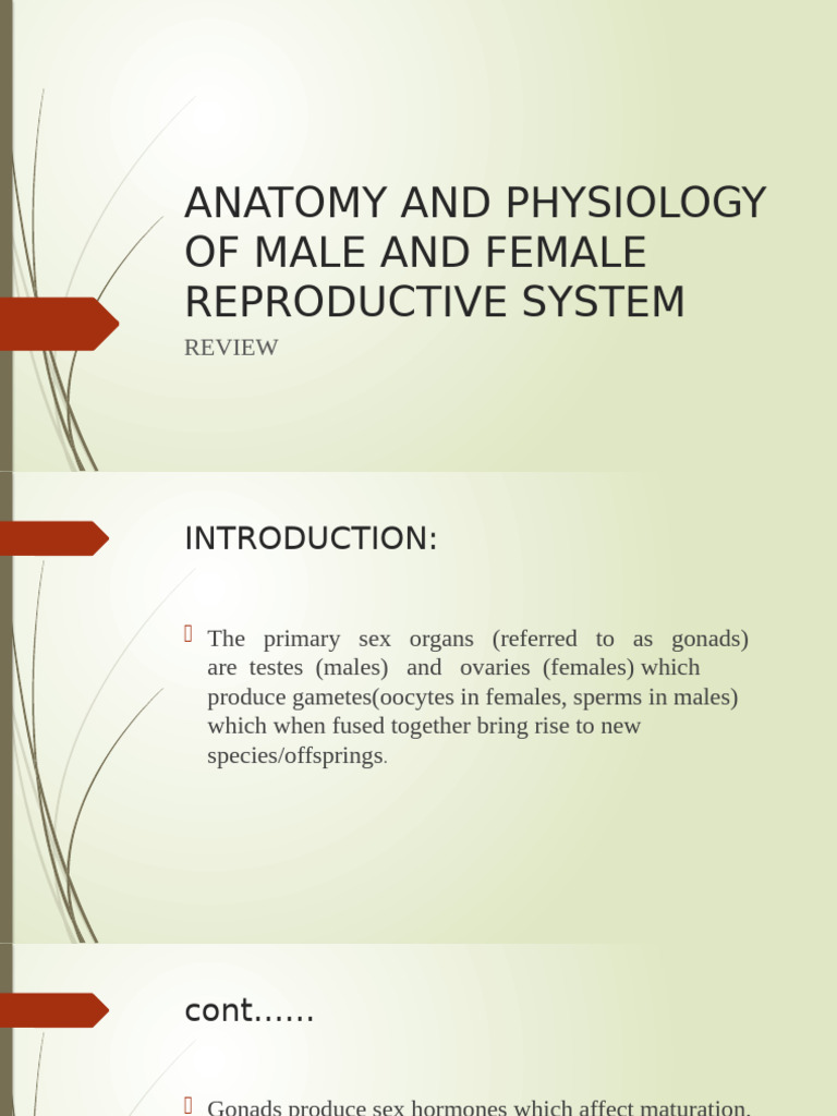 Anatomy and Physiology of Male and Female Reproductive Powerpoint | PDF