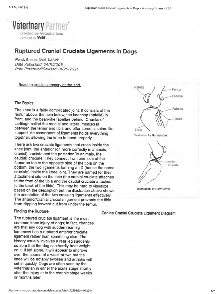 Ruptured CCL in Dogs | PDF